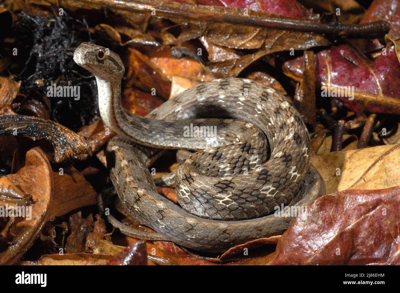 Snake in Bolivia Stock Photo - Alamy