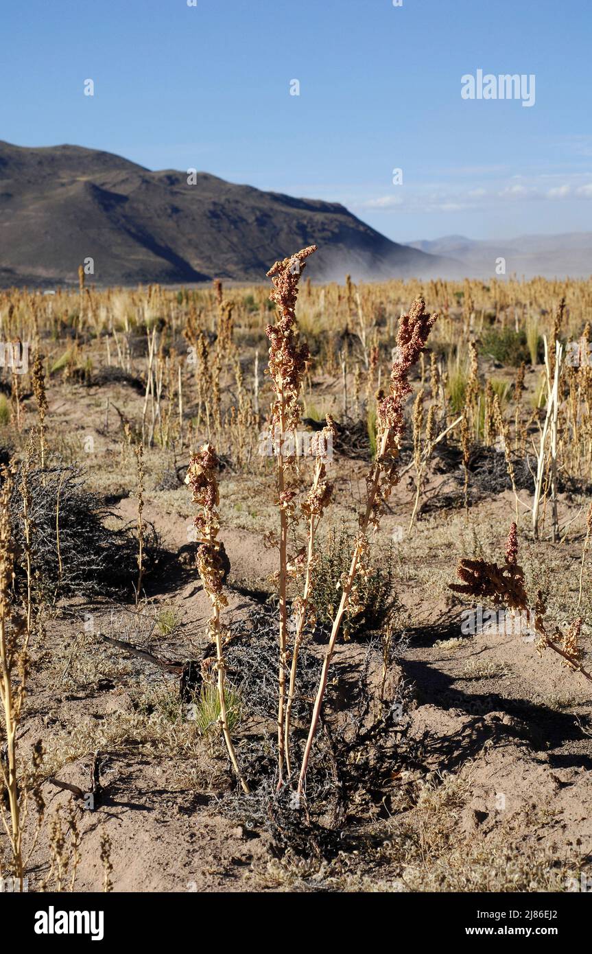 Culture of quinoa on the Altiplano Bolivia Stock Photo - Alamy