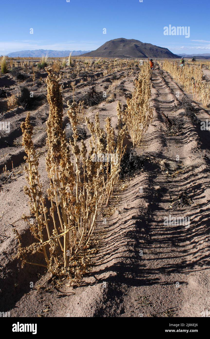 Culture of quinoa on the Altiplano Bolivia Stock Photo - Alamy