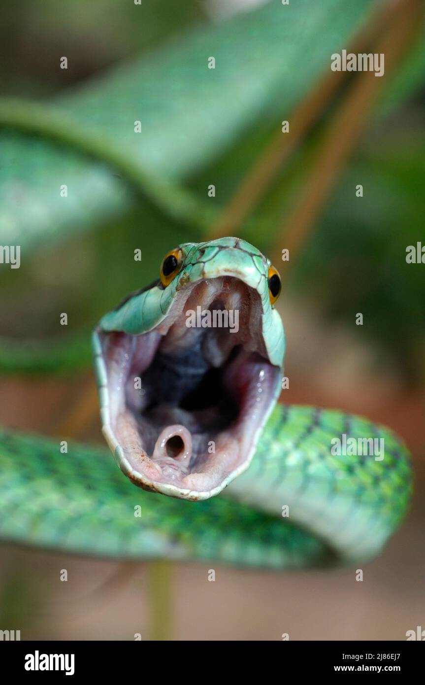 Green tree snake Bolivia Stock Photo - Alamy
