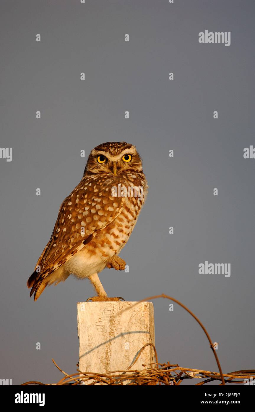 Burrowing Owl Gran Chaco South East Bolivia Stock Photo - Alamy