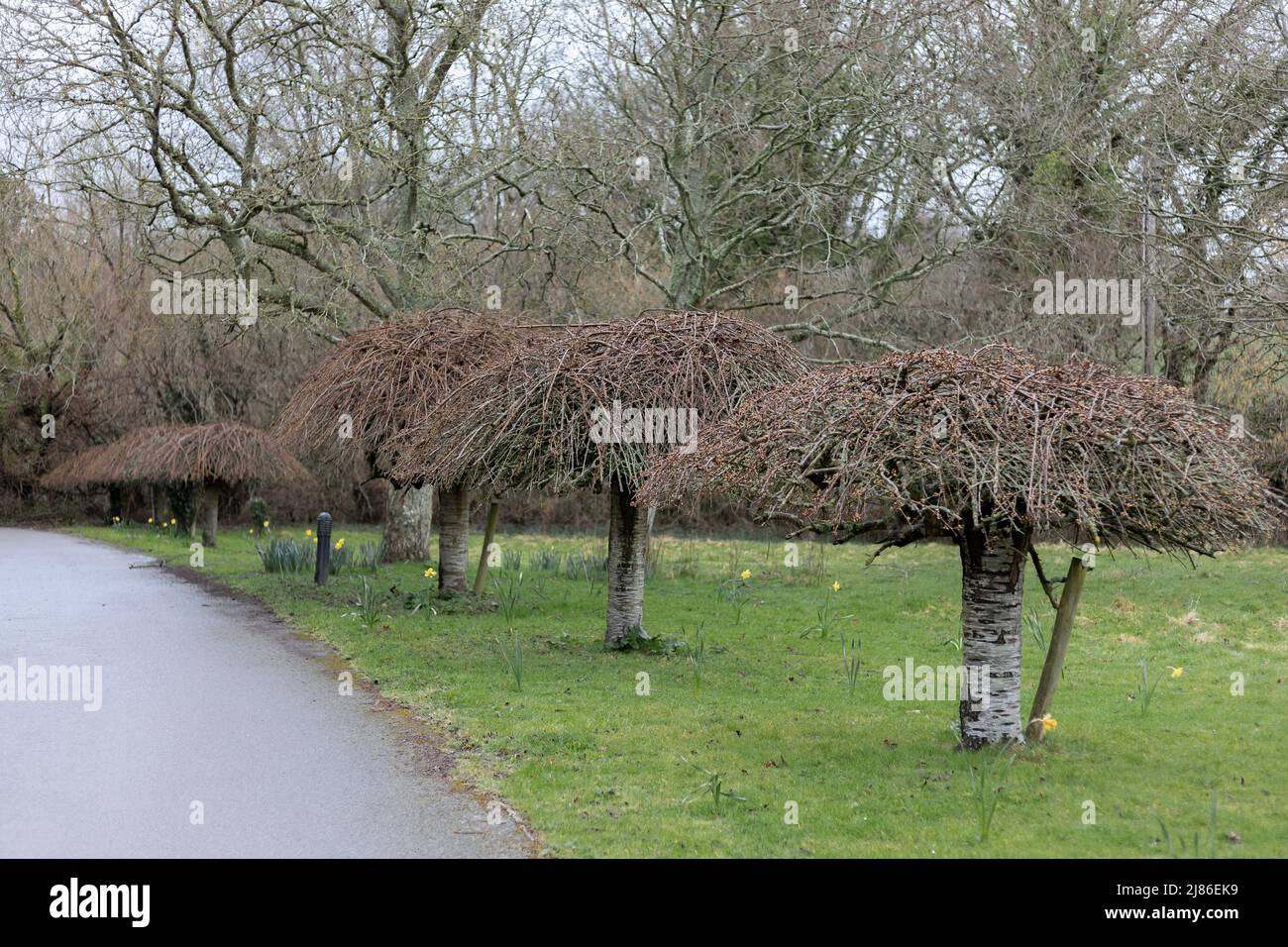 Four trimmed tree trunks hi-res stock photography and images - Alamy