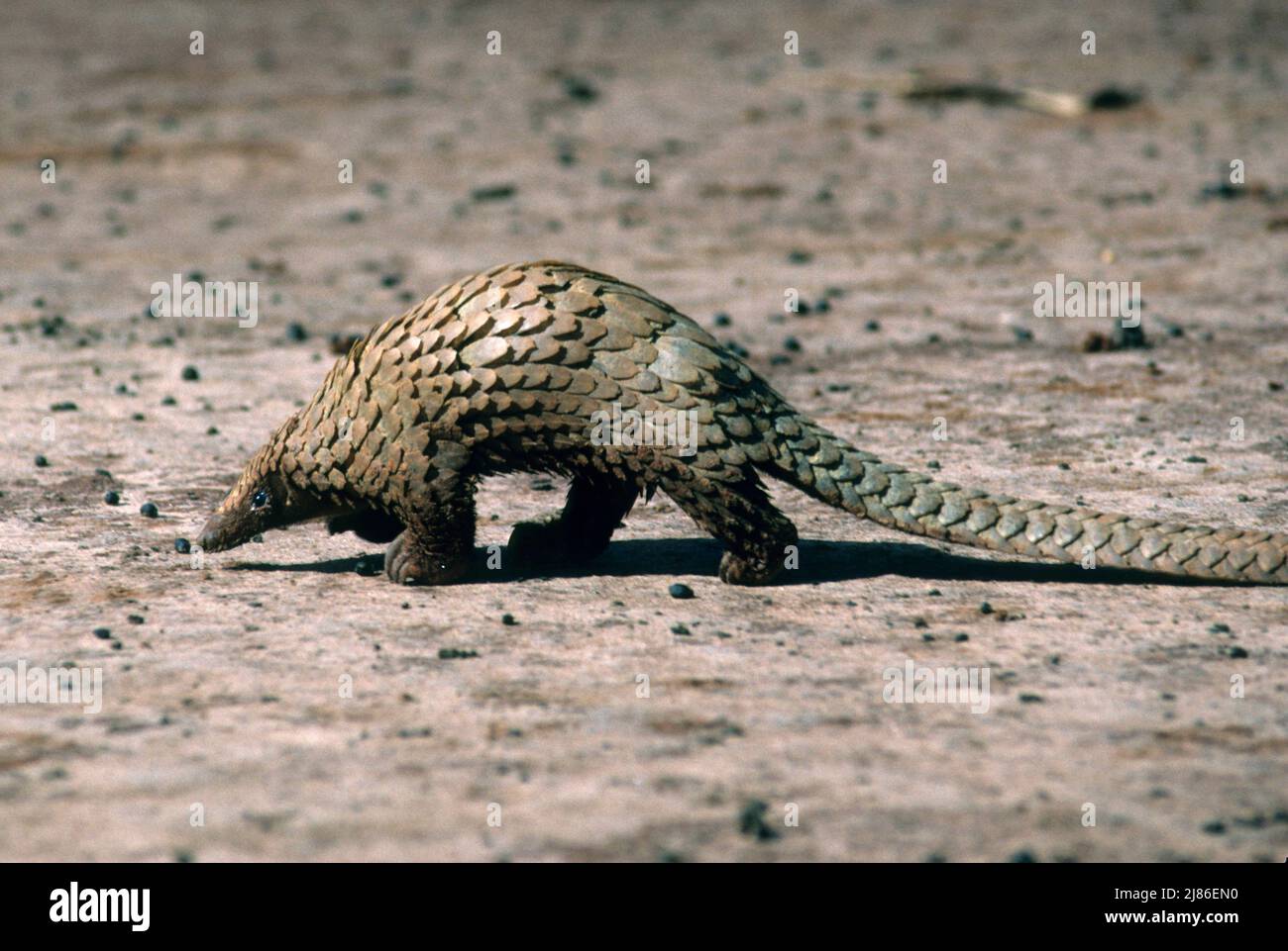 Long tailed Pangolin walking ground Cameroon Stock Photo - Alamy