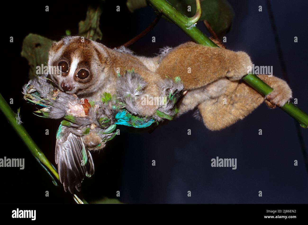 Slender Loris Eating