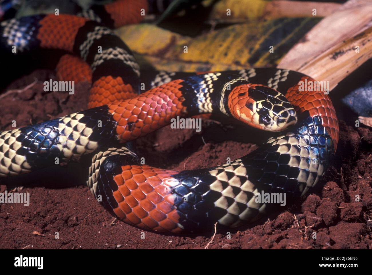 Coral snake micrurus frontalis hi-res stock photography and images - Alamy