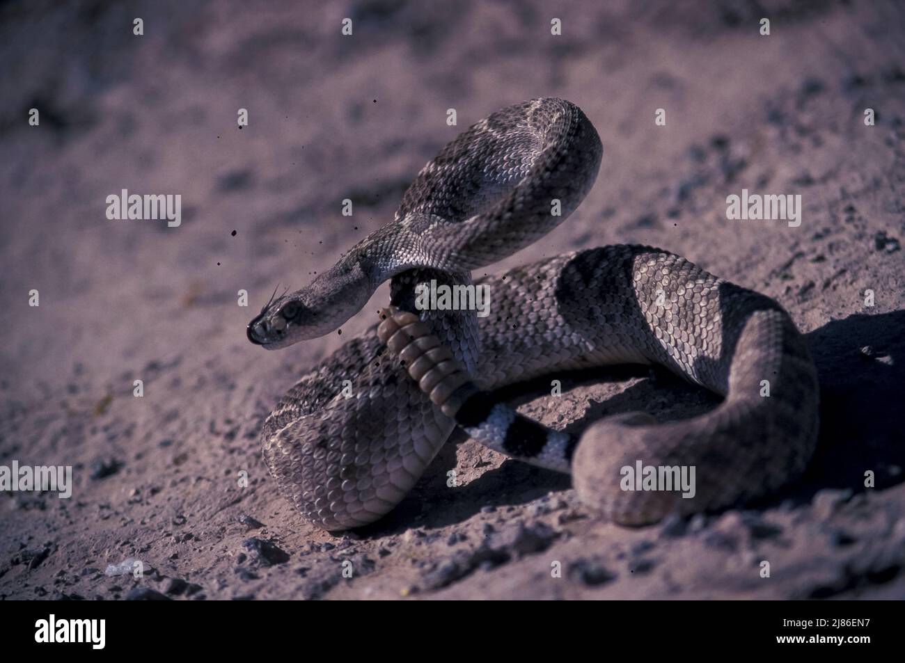 Western Diamond-backed Rattlesnake in the desert Stock Photo - Alamy