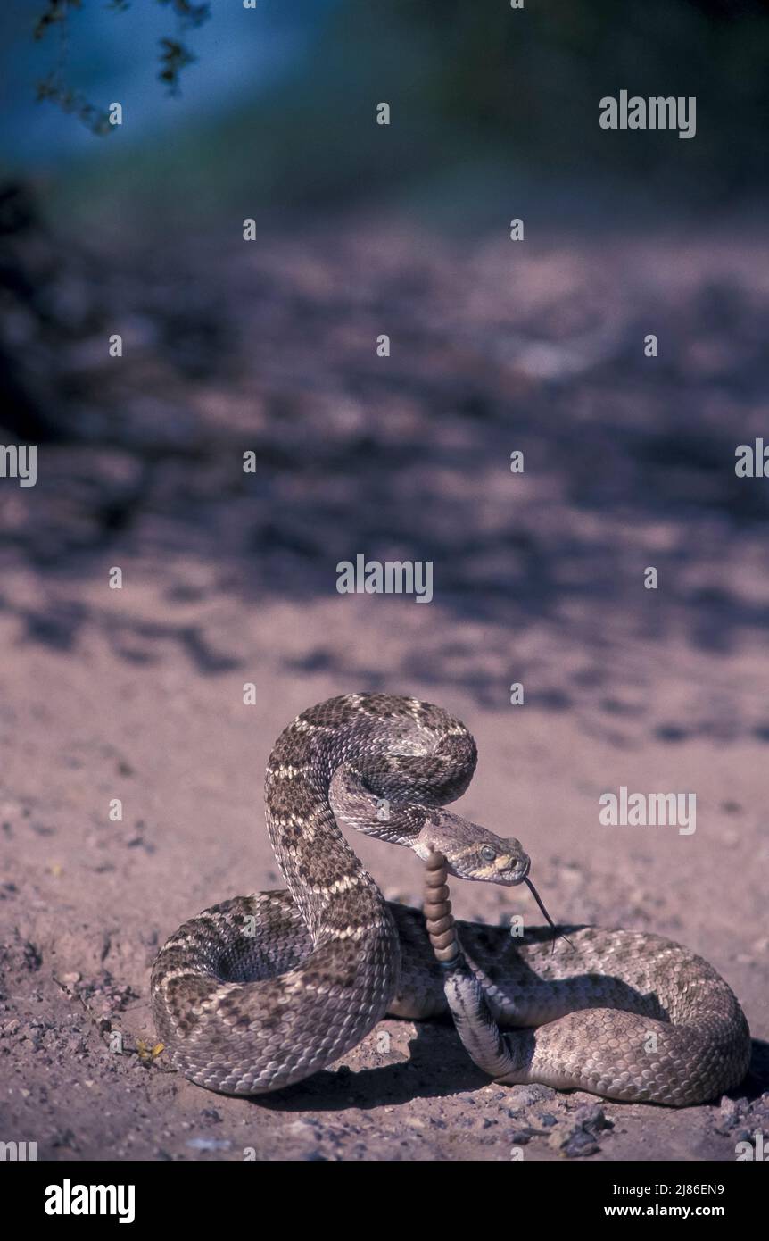 Western Diamond-backed Rattlesnake in the desert Stock Photo - Alamy
