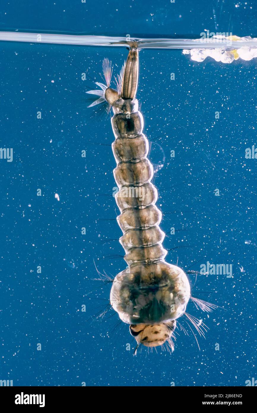 Mosquito (Culex sp) larva below the water surface Stock Photo - Alamy