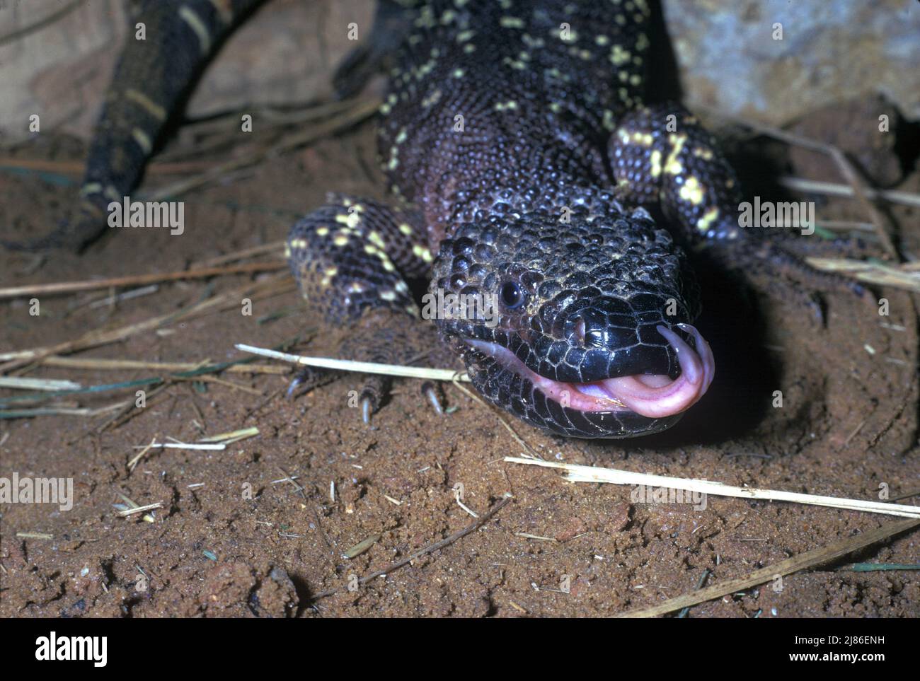 Bifid tongue hi-res stock photography and images - Alamy