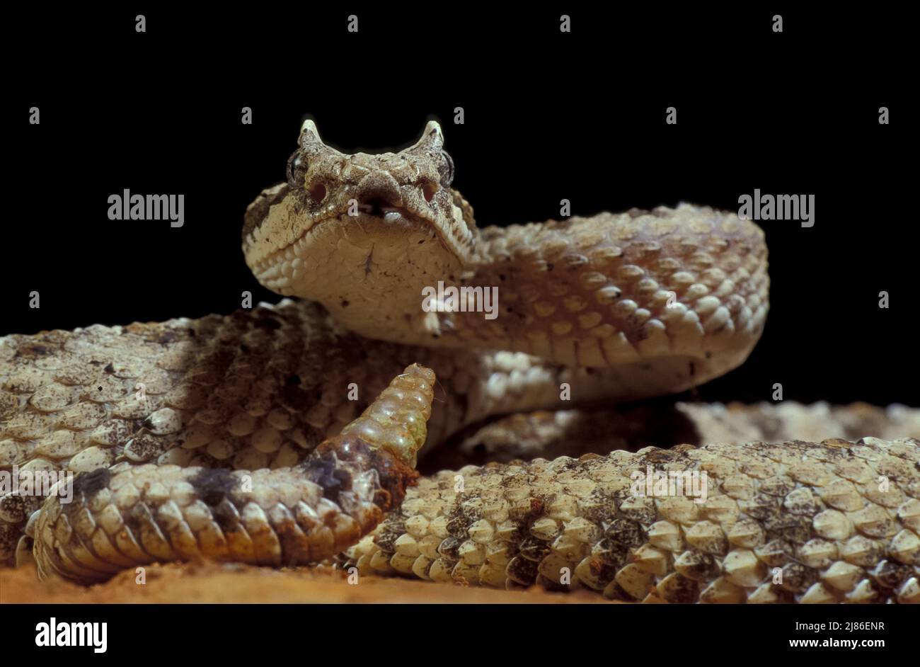 Sidewinder snake usa hi-res stock photography and images - Alamy