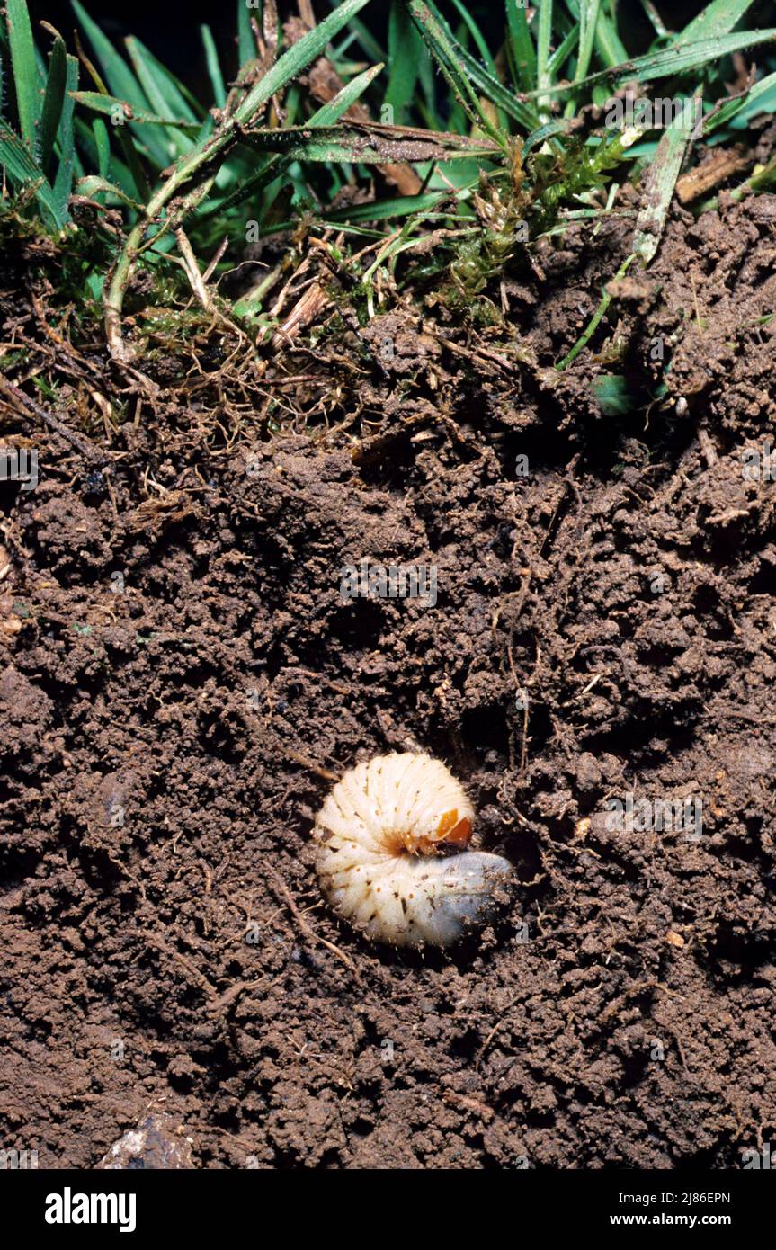 Larva of Cockchafer in the soil Stock Photo - Alamy