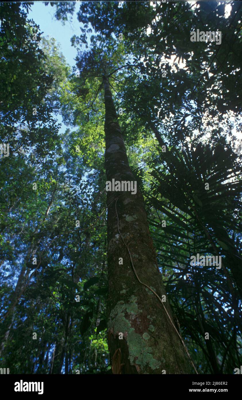 Benzoin sumatra hi-res stock photography and images - Alamy