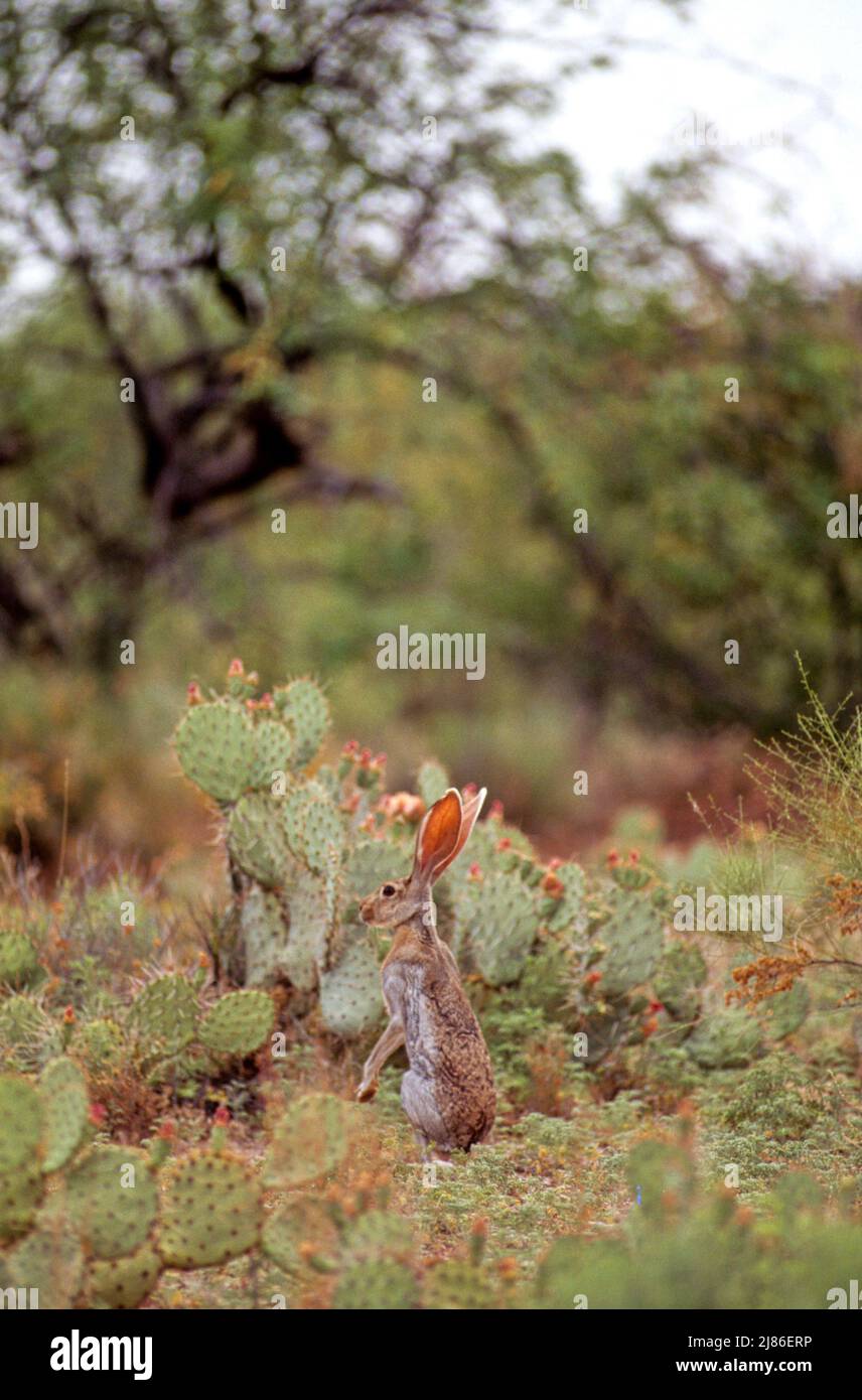 An Antelope Jackrabbit in southern Arizona USA Stock Photo - Alamy