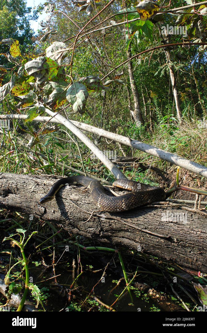 Dead tissues hi-res stock photography and images - Alamy