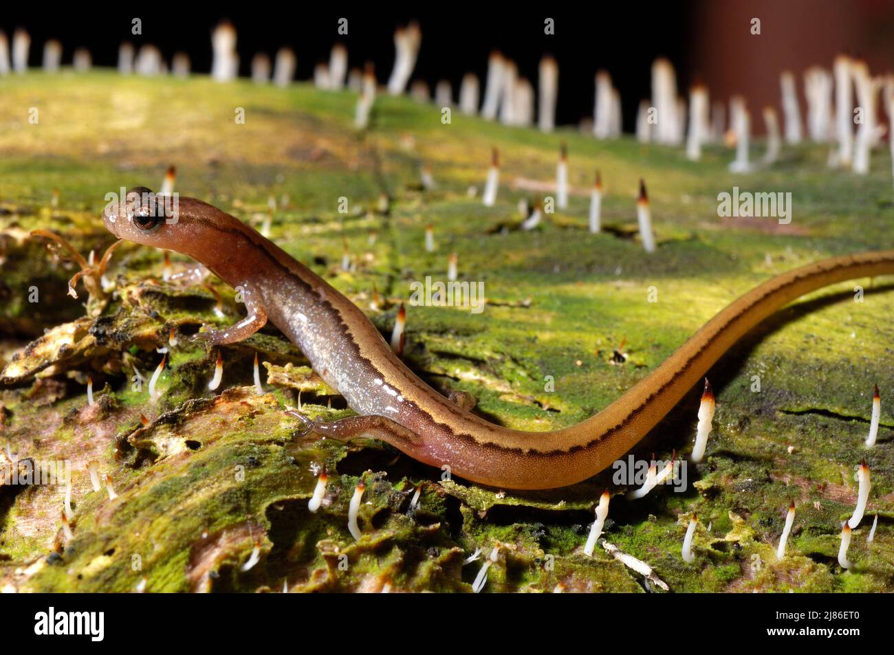 Dwarf Salamander observing on mud Texas Stock Photo - Alamy