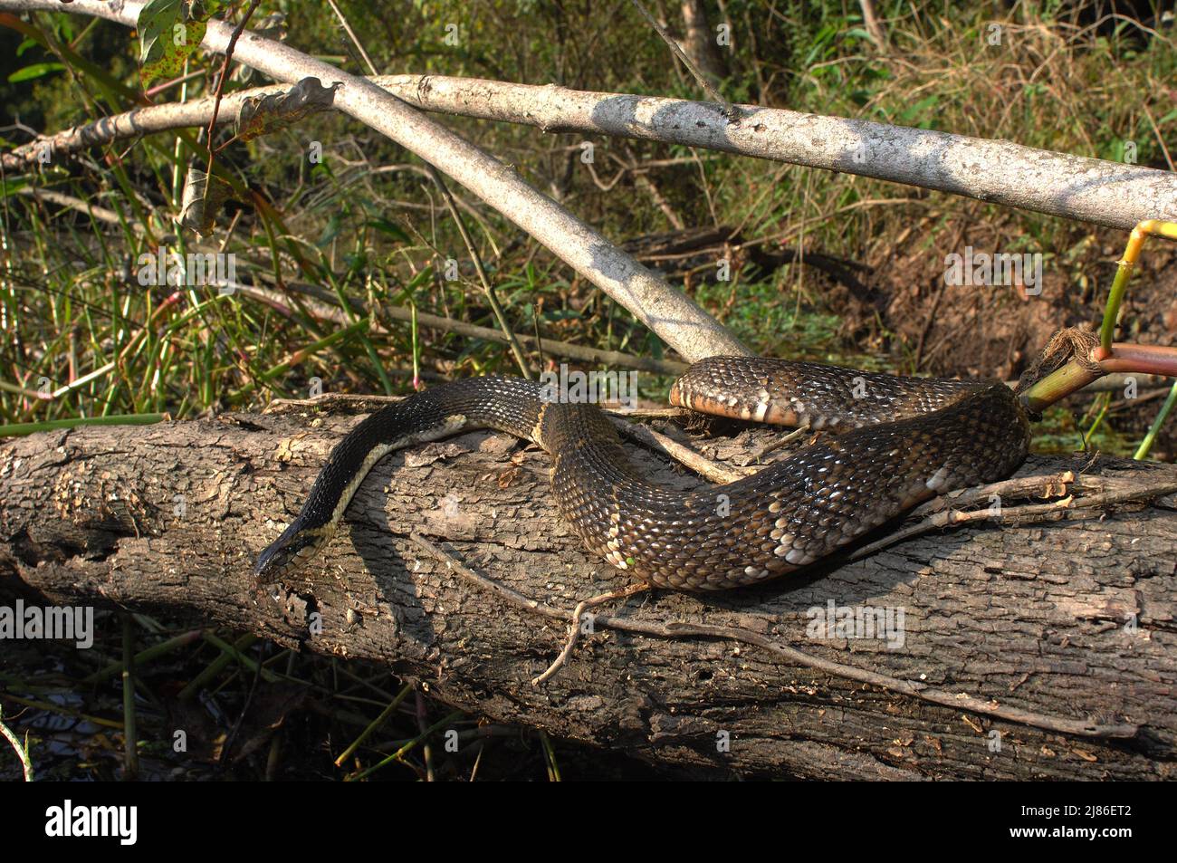 Brown-banded Southern Water Snake crawling on a dead trunk Stock Photo ...