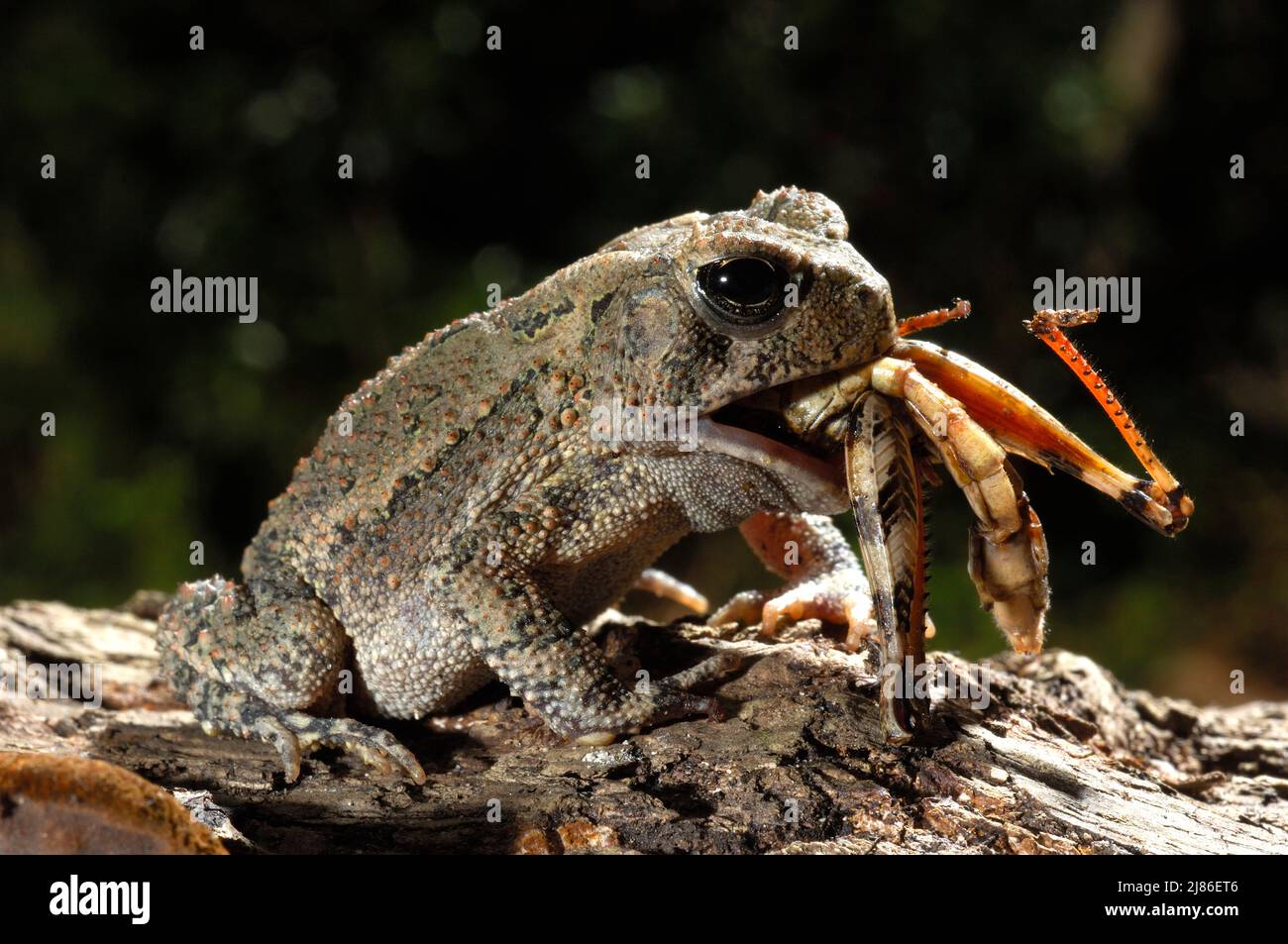 Woodhouse's Toad eating a Locust Texas Stock Photo - Alamy