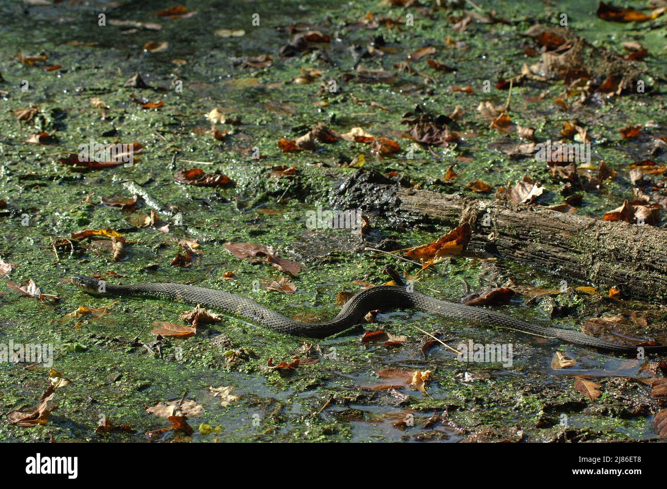 Brown-banded Southern Water Snake crawling in mud Louisiana Stock Photo ...