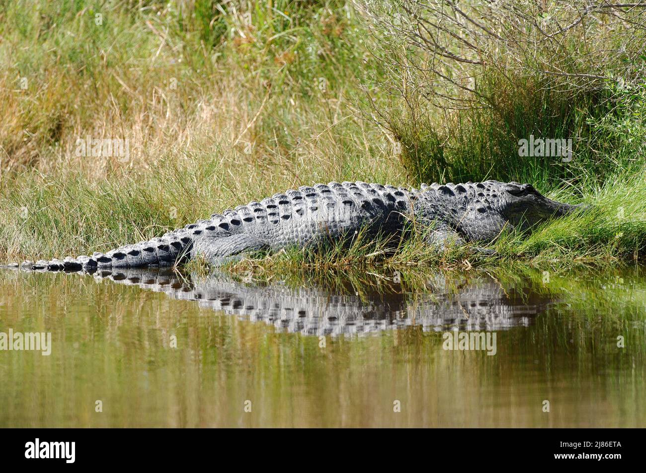 American Alligator walking out of water Texas Stock Photo - Alamy