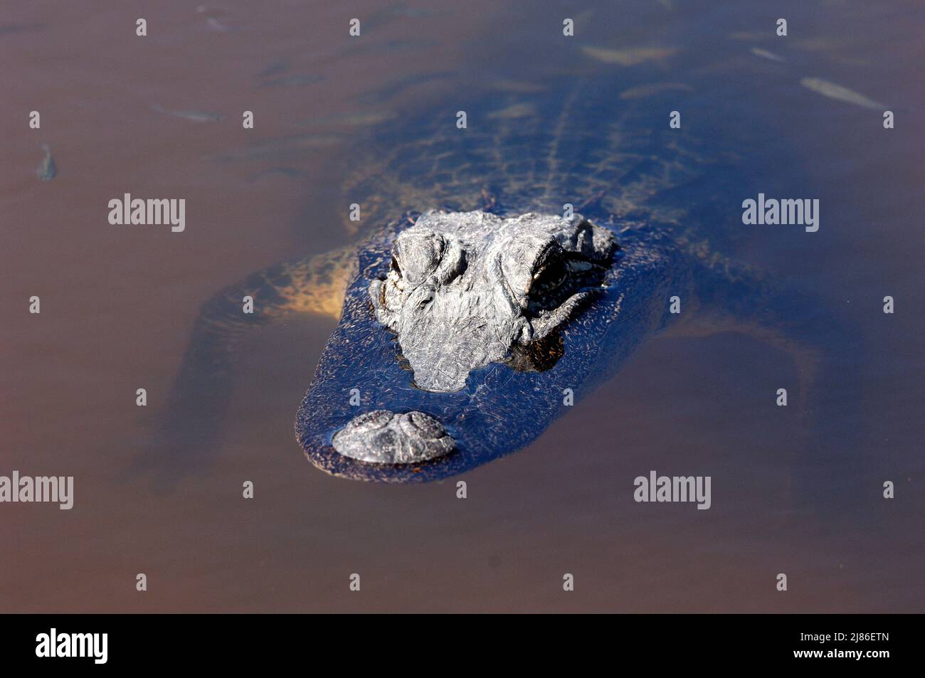 American Alligator walking in shallow water Texas Stock Photo - Alamy