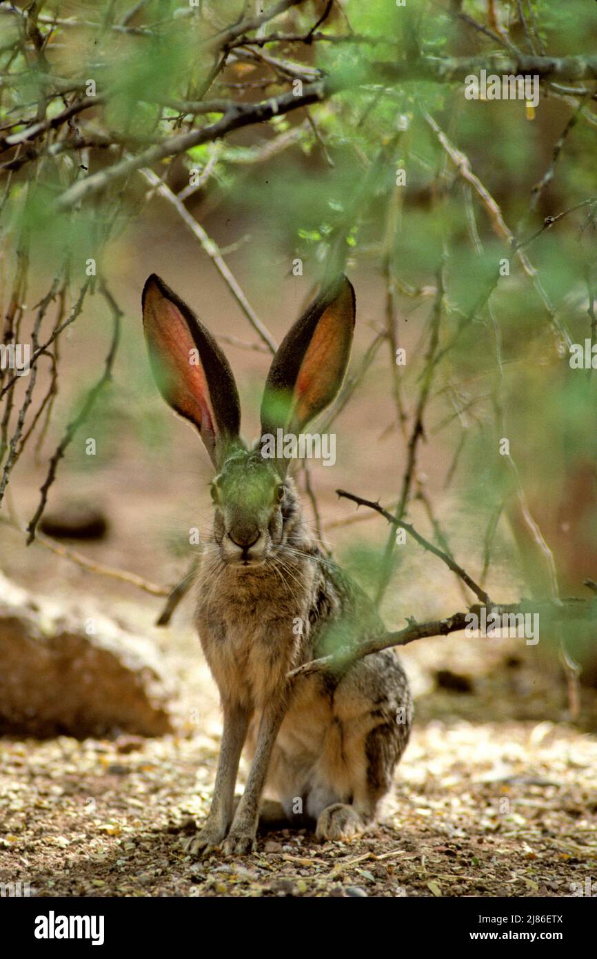 A Black-tailed Jackrabbit sitting in Arizona USA Stock Photo - Alamy