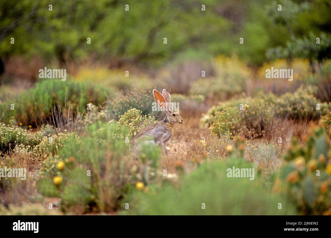 An Antelope Jackrabbit in southern Arizona USA Stock Photo - Alamy