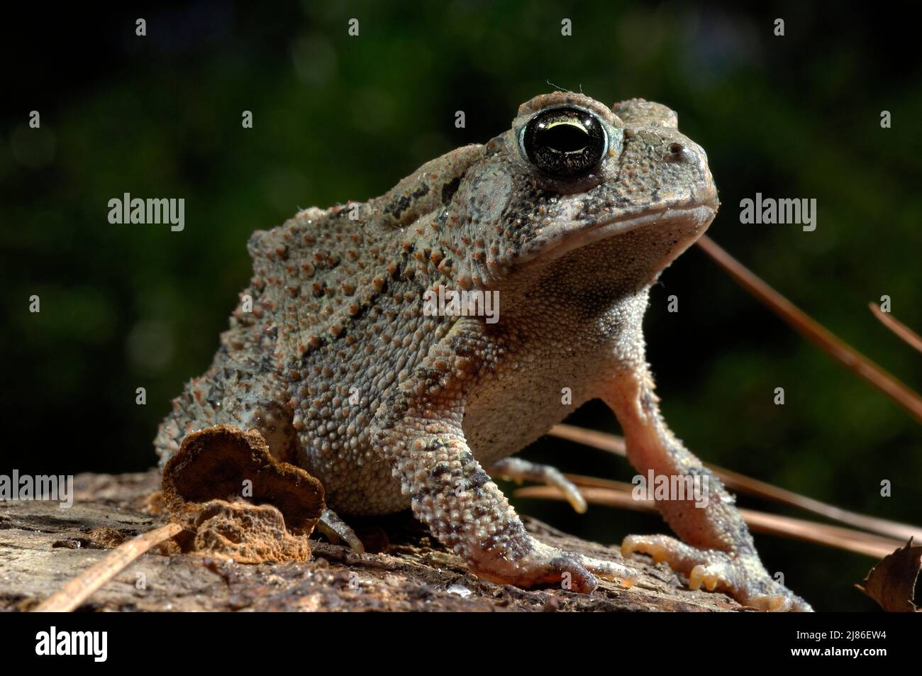 Woodhouse's Toad sat watching Texas Stock Photo - Alamy