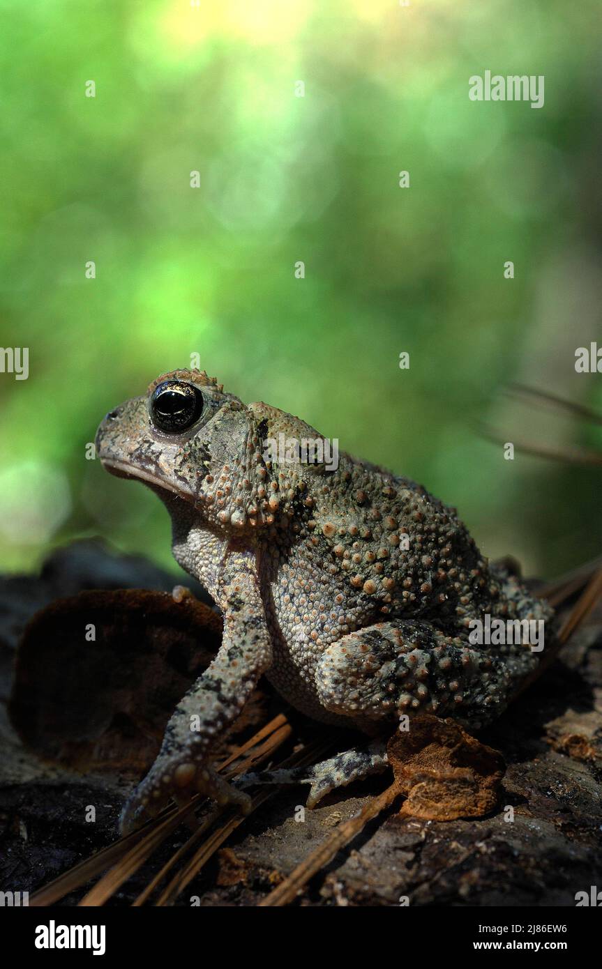 Woodhouses toads hi-res stock photography and images - Alamy