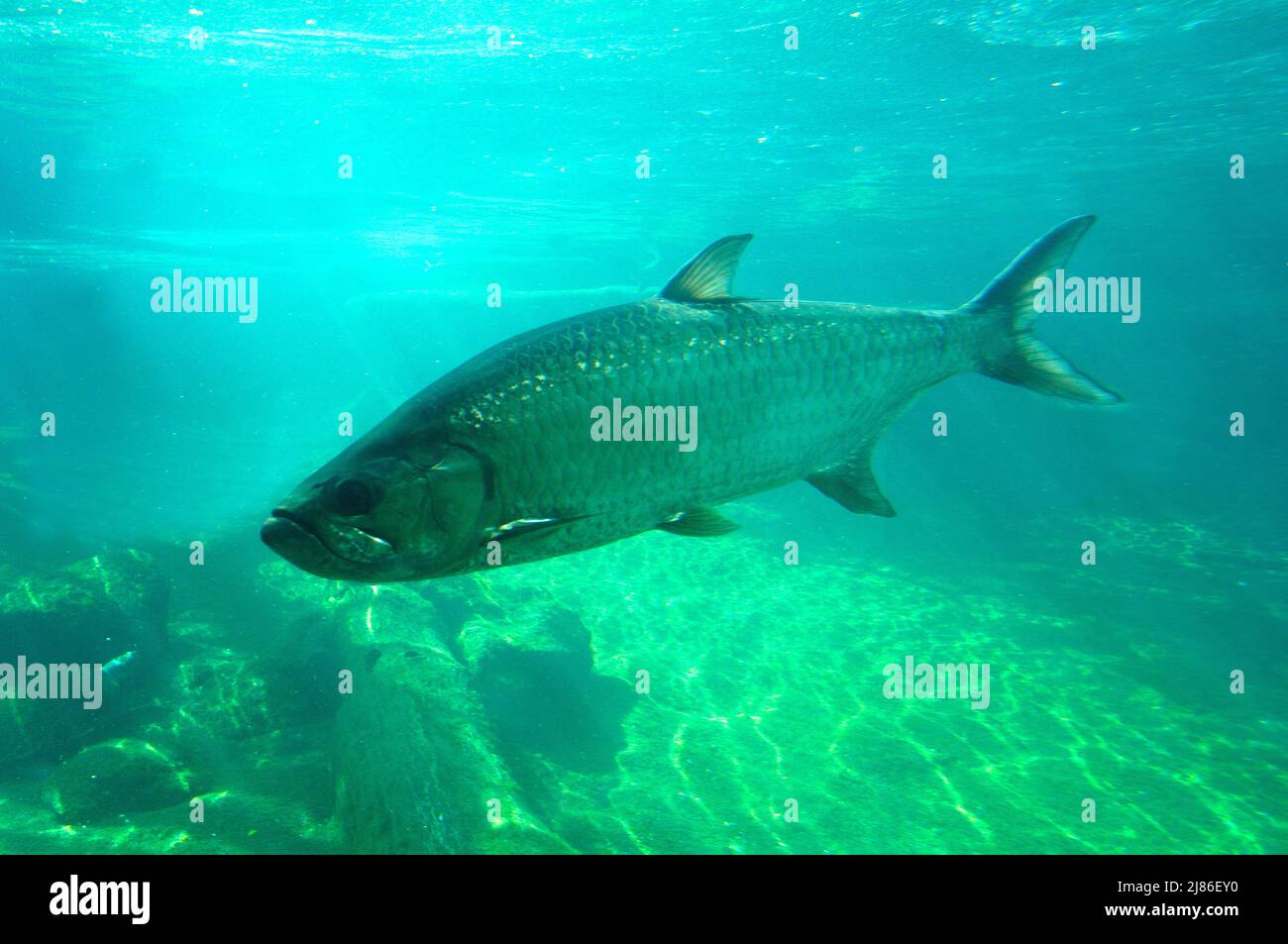 Atlantic Tarpon swimming in open water Atlantic Ocean Stock Photo - Alamy