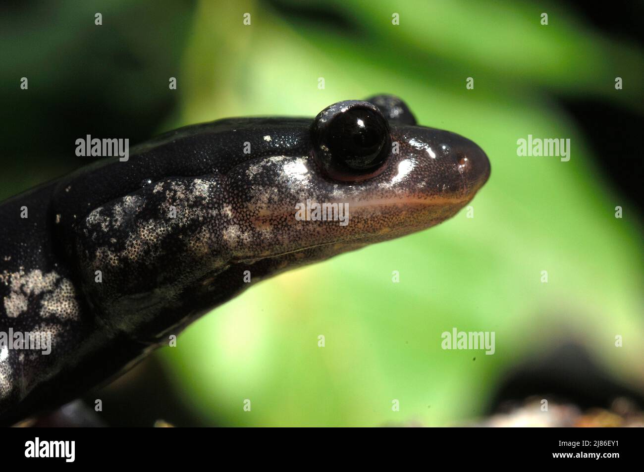 Plethodon salamanders hi-res stock photography and images - Alamy