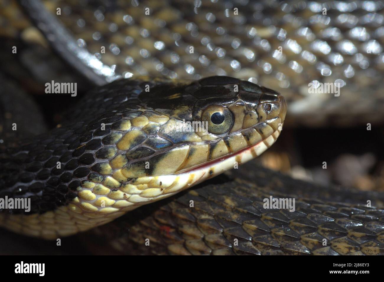 Head of a Brown-banded Southern Water Snake Louisiana Stock Photo - Alamy
