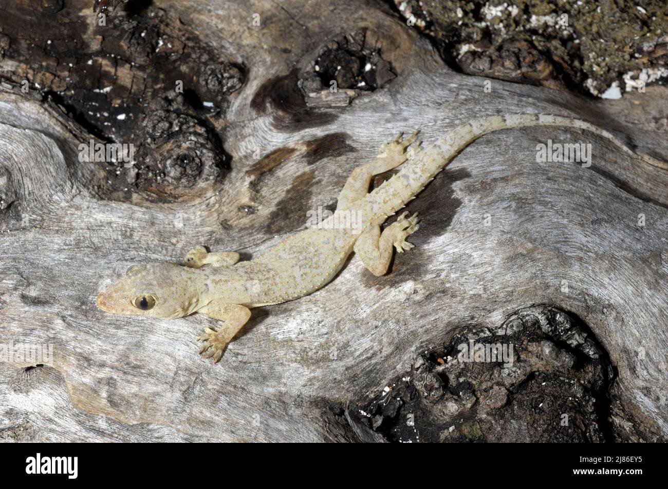 Mediterranean Gecko walking on wood Florida Stock Photo - Alamy