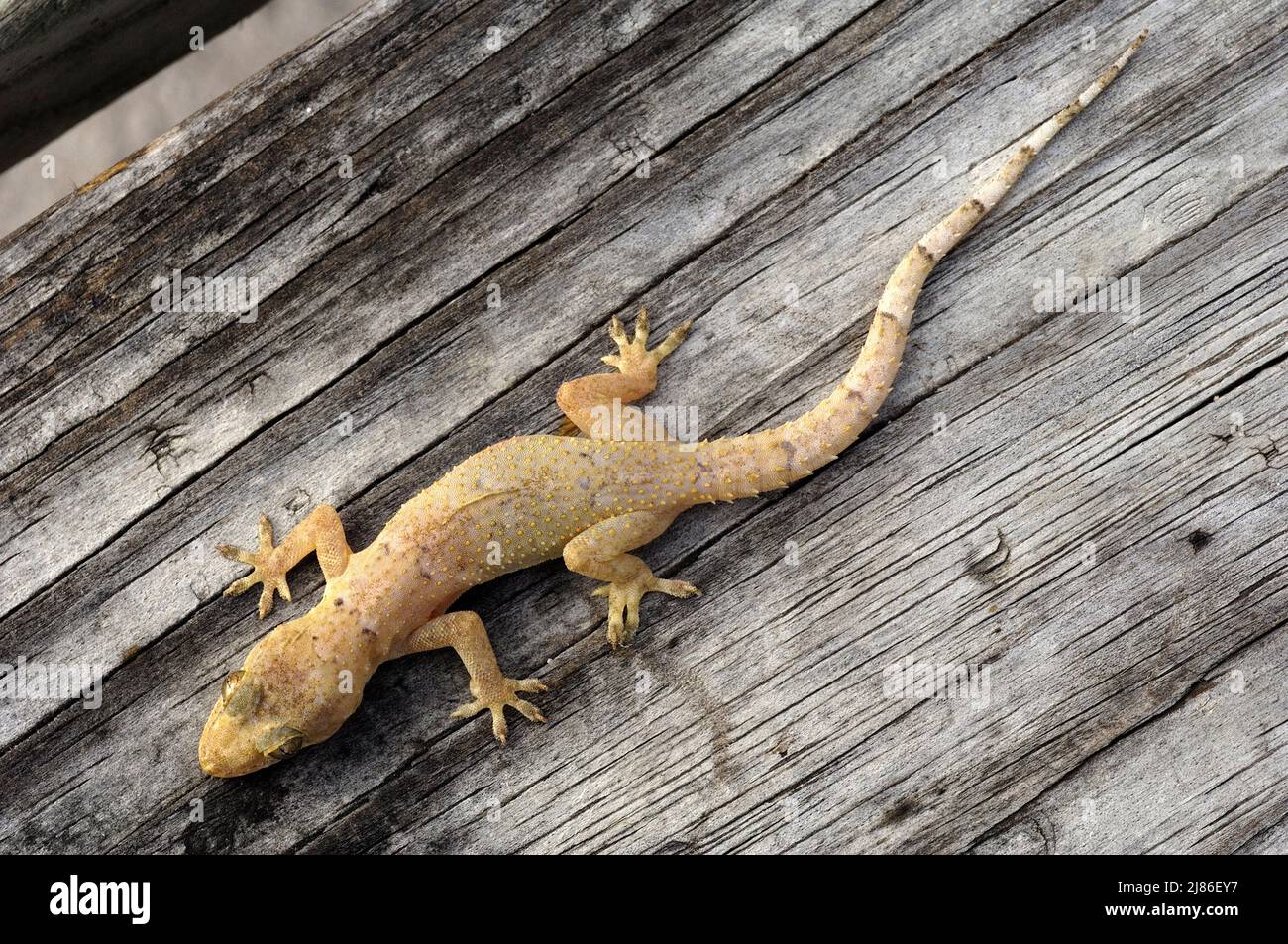 Mediterranean Gecko walking on a board Florida Stock Photo - Alamy