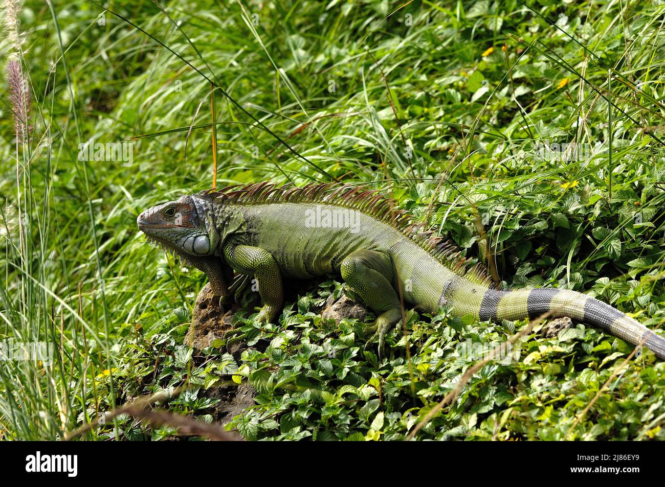 Iguana iguanidae hi-res stock photography and images - Alamy