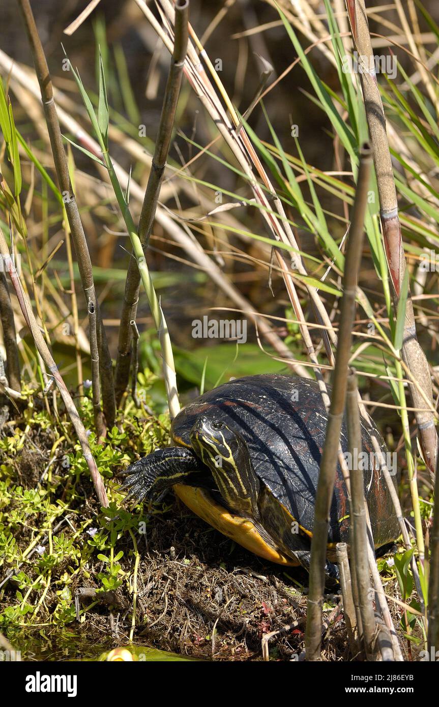 Florida Chicken Turtle walking on a bank Everglades NP Stock Photo - Alamy