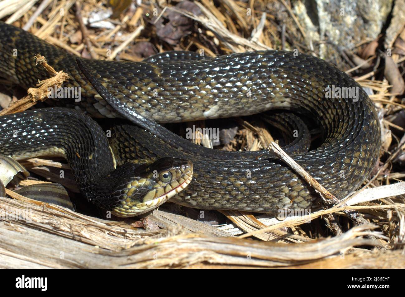 Brown-banded Southern Water Snake crawling Louisiana Stock Photo - Alamy