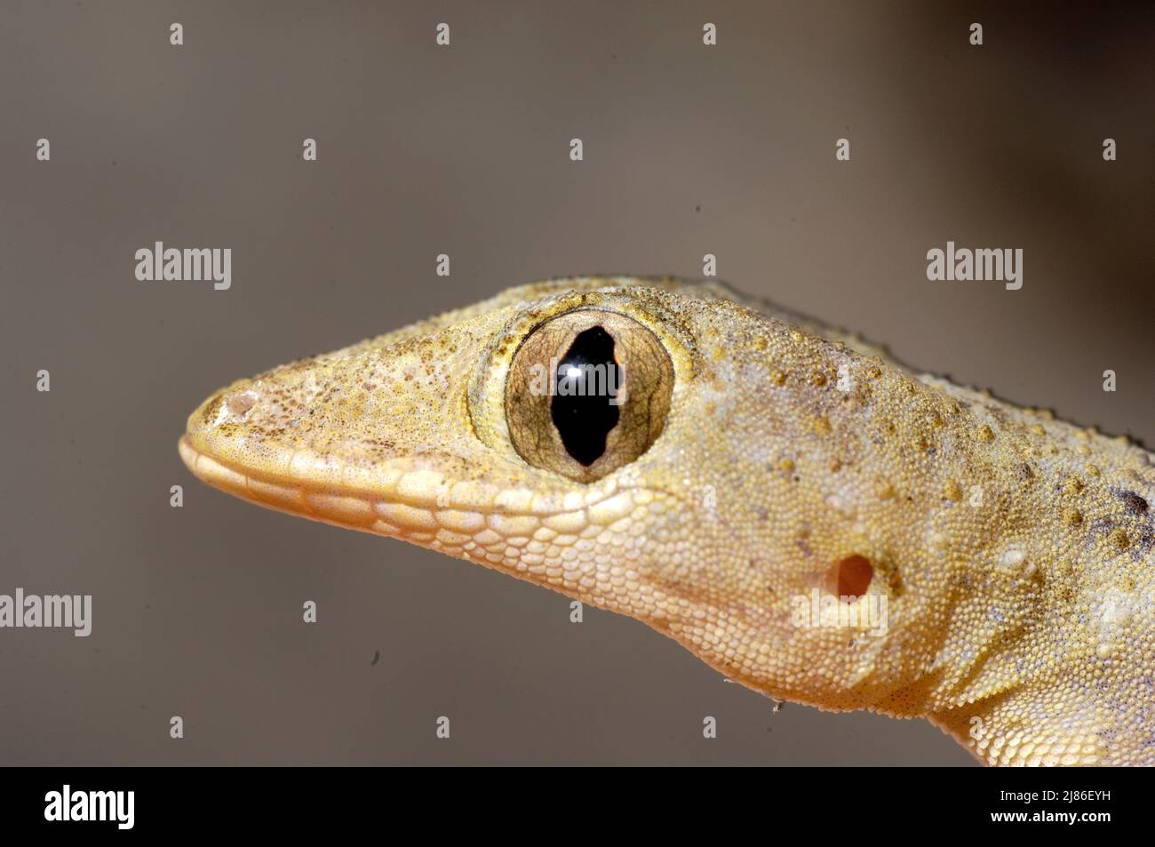 Mediterranean Gecko head Florida Stock Photo - Alamy