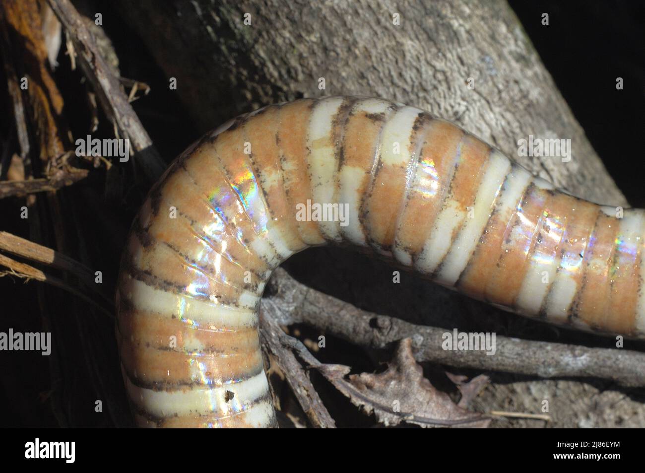 Red belly water snake hi-res stock photography and images - Alamy