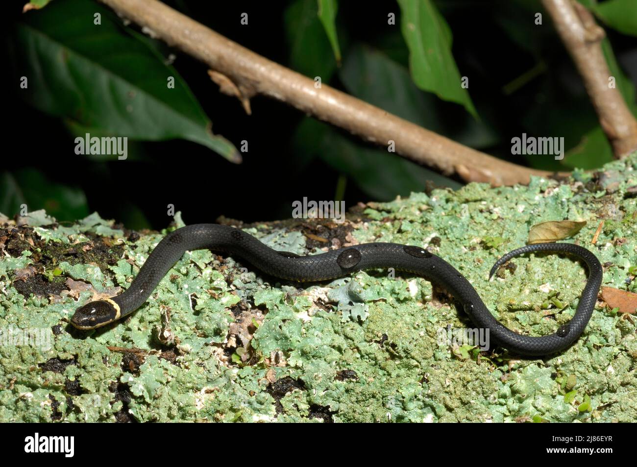 Southern ring necked snake hi-res stock photography and images - Alamy