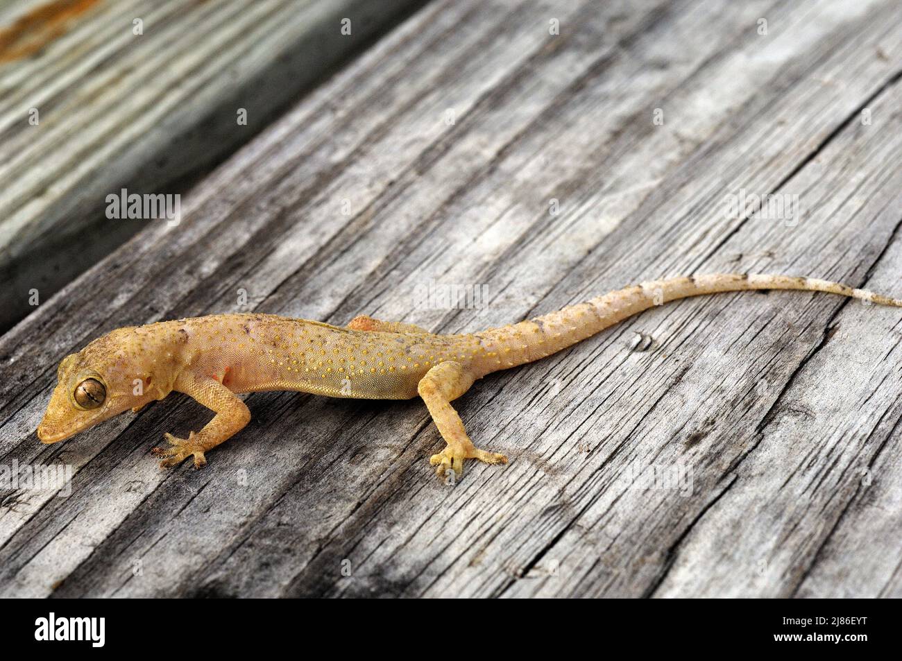 Mediterranean Gecko walking on a board Florida Stock Photo - Alamy