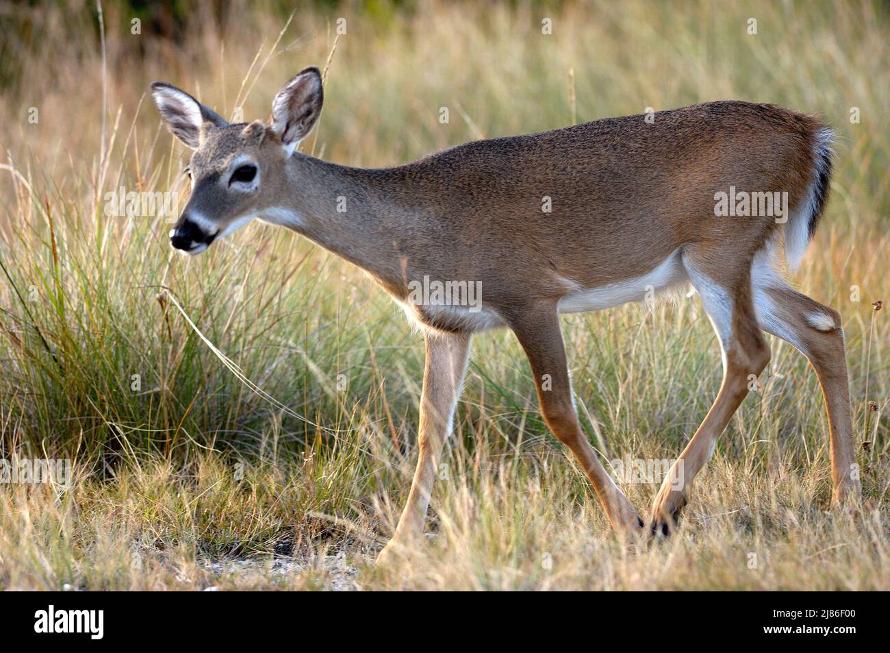 Key Deer walking in the grass Big Pine Key Florida Stock Photo - Alamy