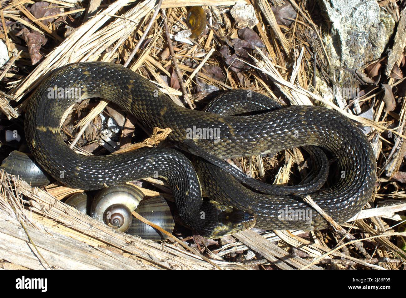 Brown-banded Southern Water Snake resting Louisiana Stock Photo - Alamy