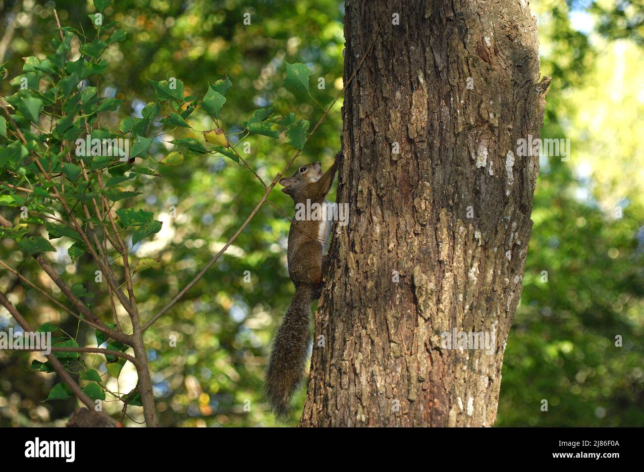 Eastern Gray Squirrel climbing on a tree trunk East USA Stock Photo - Alamy