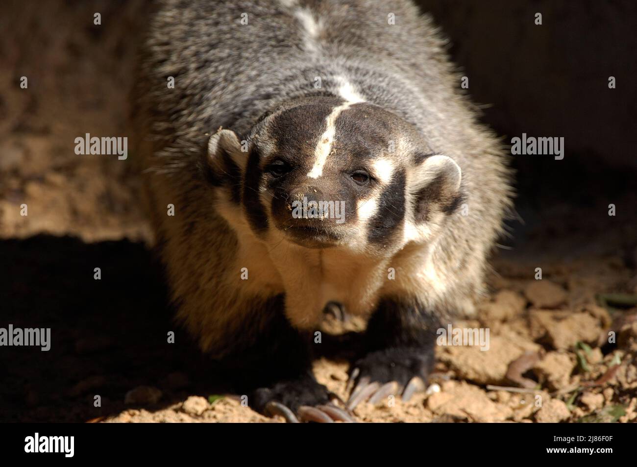 American Badger sniffing in search of prey North America Stock Photo ...