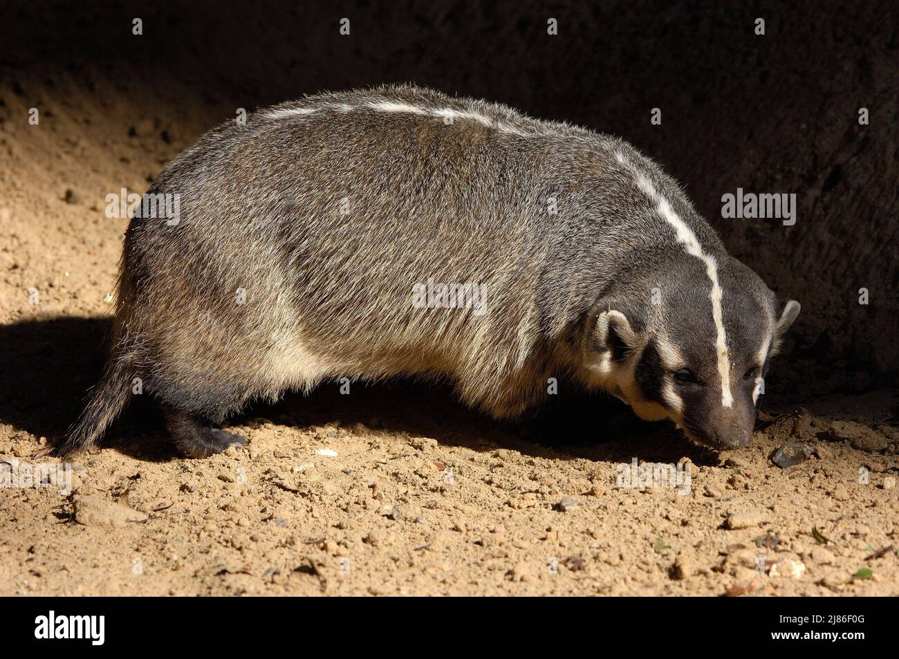 American Badger sniffing the ground North America Stock Photo - Alamy