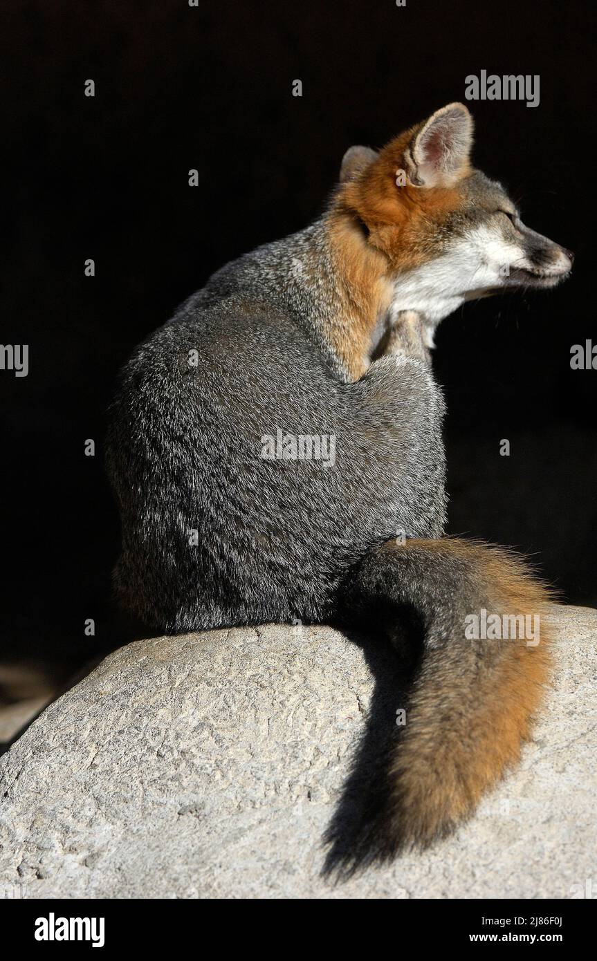 Gray Fox sat on a rock in North America Stock Photo - Alamy