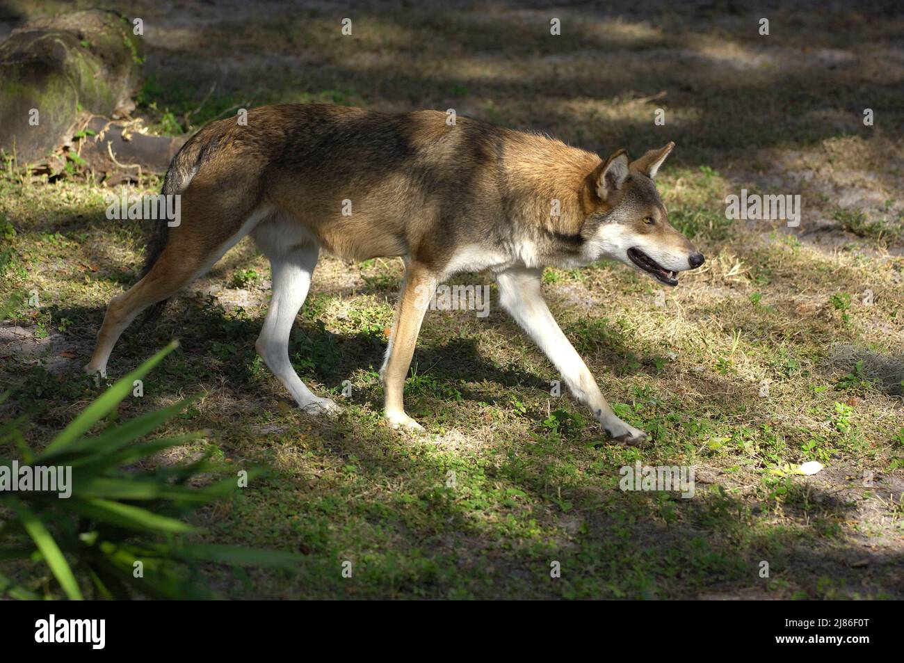 Red Wolf walking in the woods South-eastern USA Stock Photo - Alamy
