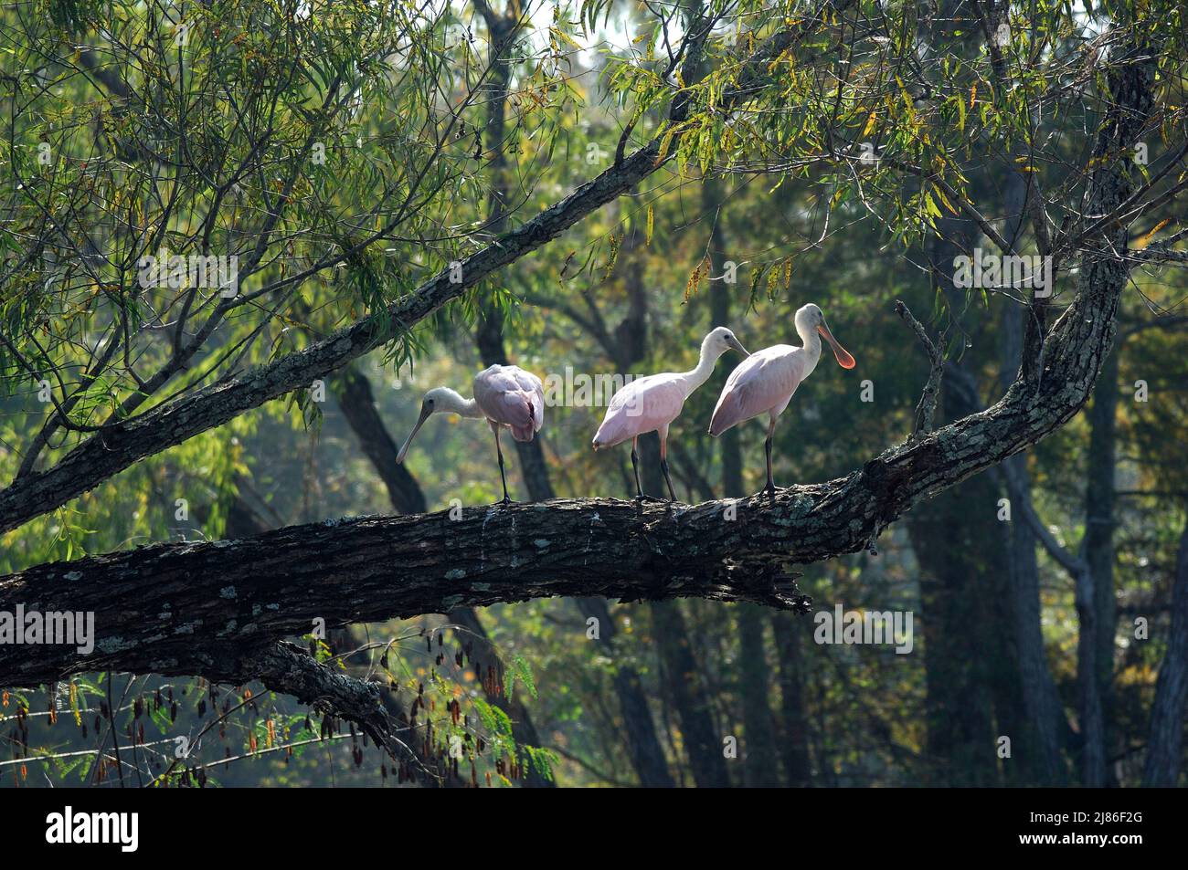 Roseate Spoonbill landed on a branch Louisiana Stock Photo - Alamy