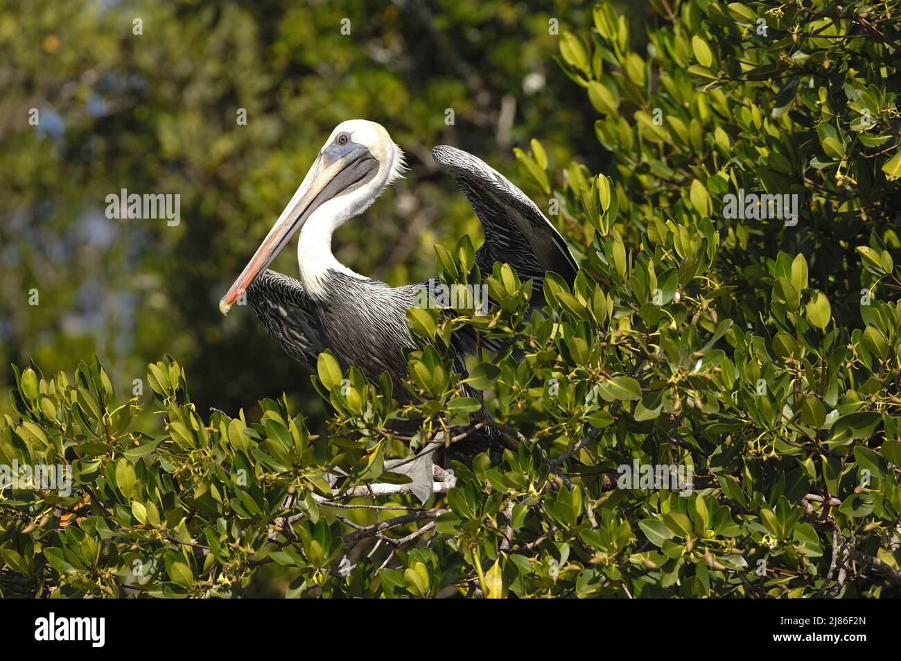 Brown Pelican landed in a tree Everglades National Park Stock Photo - Alamy