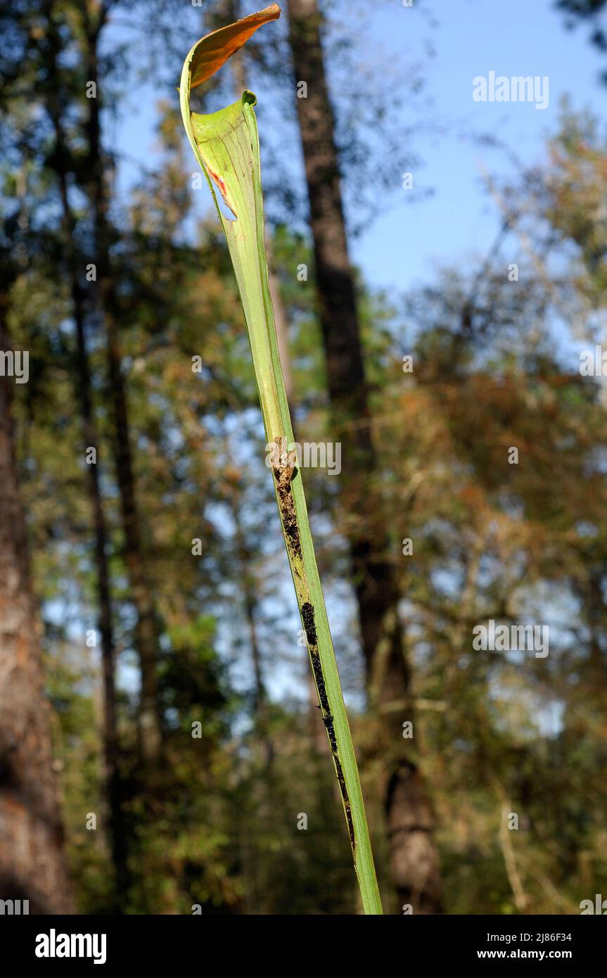 Cut Pale Pitcher Plant with dead insects Texas Stock Photo - Alamy